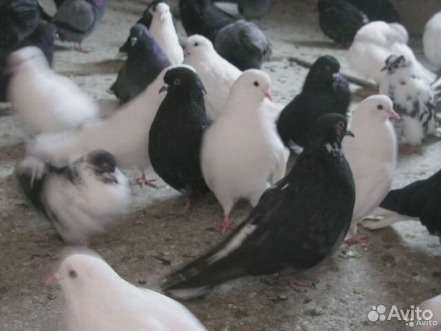 Продаються Голуби Николаевской породы