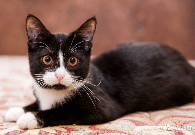 Кошечка 6 месяцев в лучшие руки