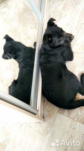 Отдадим щенка
