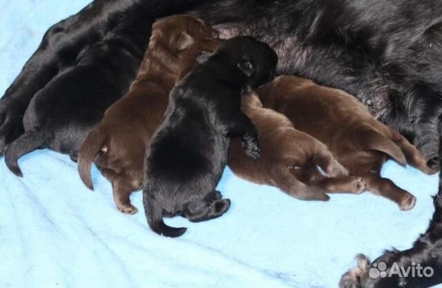 Щенки Лабрадора