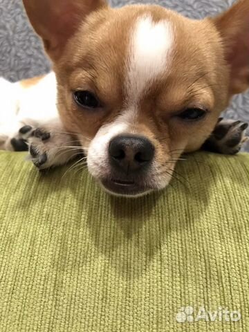 Чихуахуа вязка