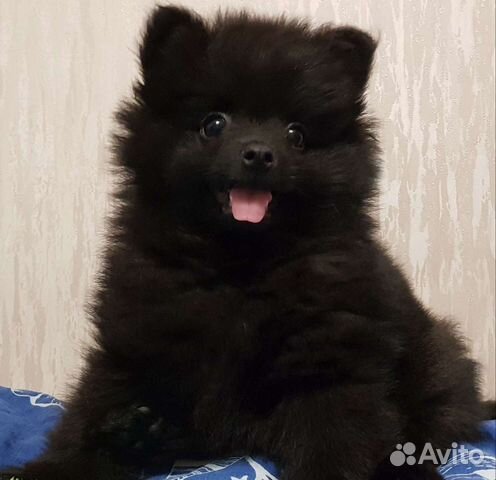 Щенок Немецкого Шпица