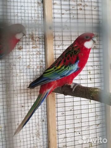 Попугай птенцы