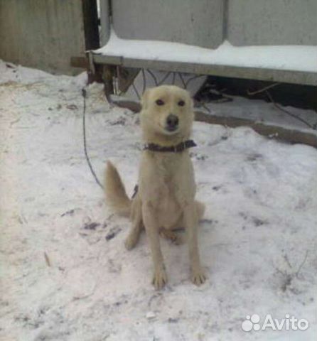 Лайка