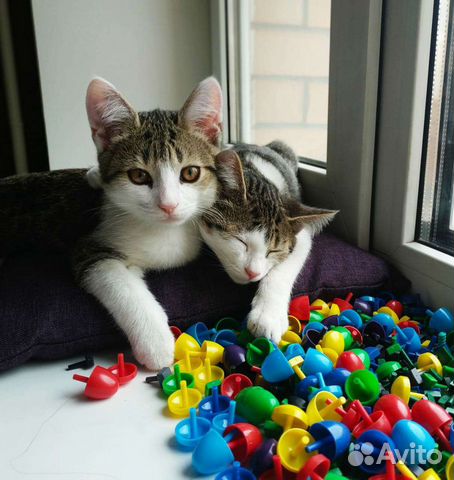 Коты бесплатно