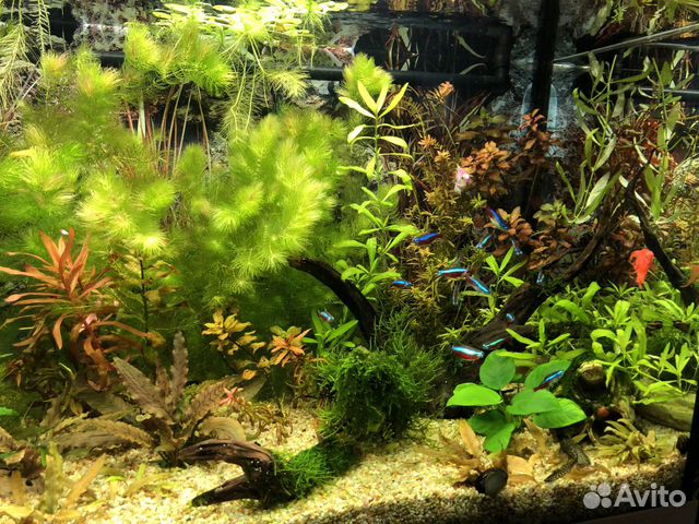 Аквариум с тумбой бу
