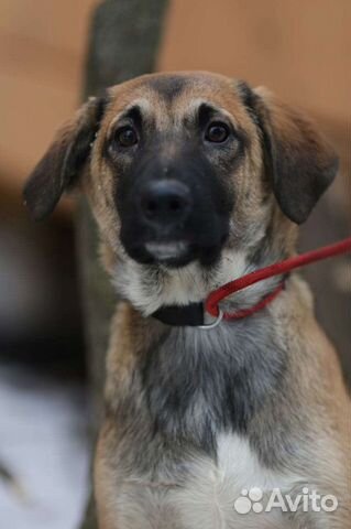 Щенок Милашка