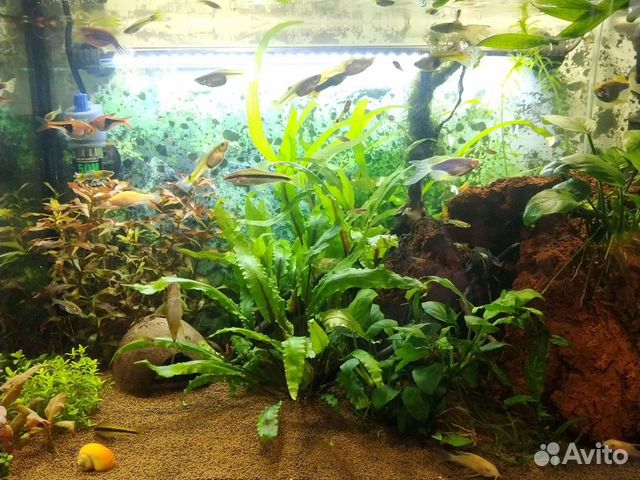 Рыбки и растения