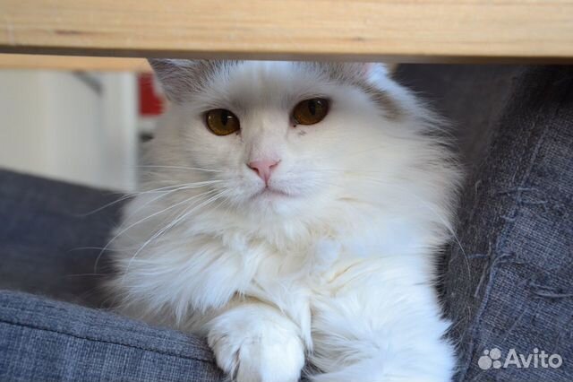 Отдам очаровательную пушистую кошечку