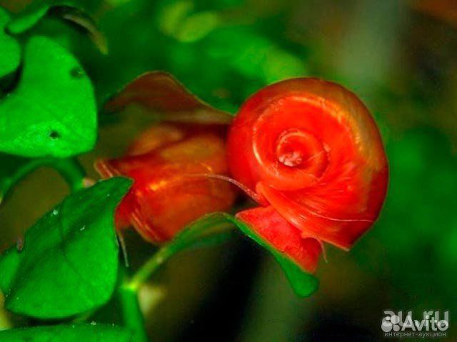 Улитки катушки красная