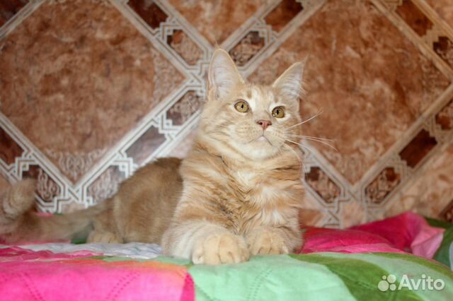 Кот Артур 4 мес