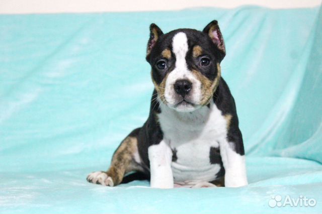 Американский Булли щенок черный-триколор 2 месяца