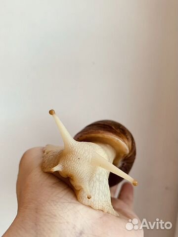 Улитки Ахатины (альбиносы)