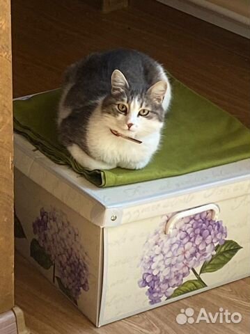 Кошка Лариса