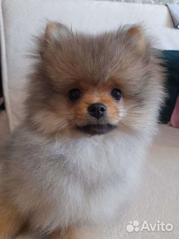 Щенок немецкого шпица