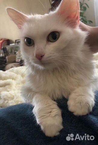 Две кошки Мася и Пуша ищут хозяев. В хорошие руки