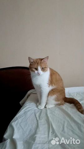 Отдам в добрые руки нашу любимую кошку