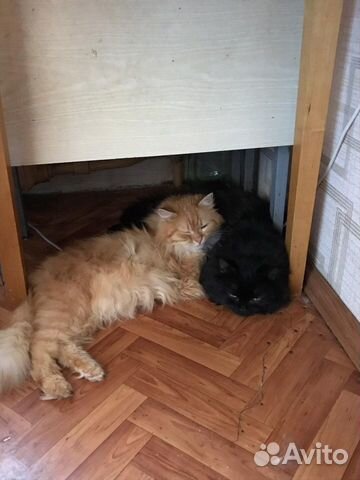 Котики Мотя и Джинджер