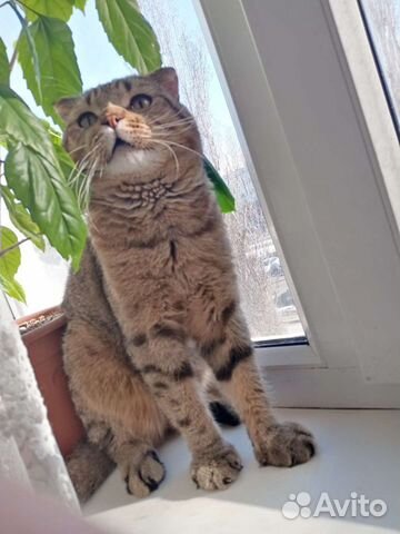 Кот