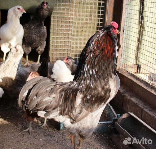 Куры породы Амераукана, инкубационное яйцо
