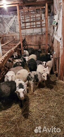 Ягнята, барашки на племя, на откорм