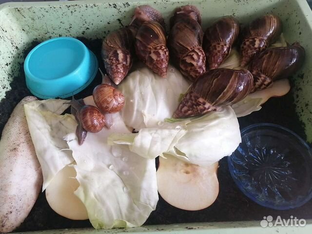 Улитки ахатины, виноградные