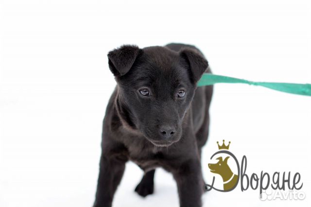 Обаятельная Черничка в добрые руки