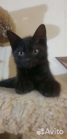 Котенок черный мальчик Армани 2,5мес