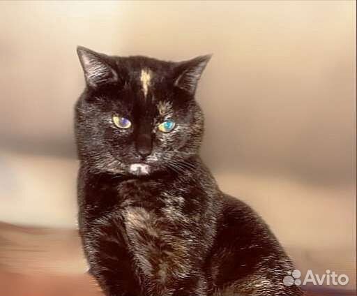 Кошка Тэйка