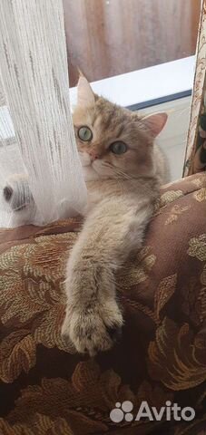 Британский кавалер ищет даму сердца