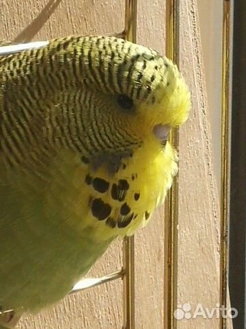 Самка птенец ввп волнистый попугай