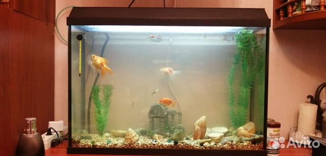 Аквариум с рыбками, грунтом и аксессуарами