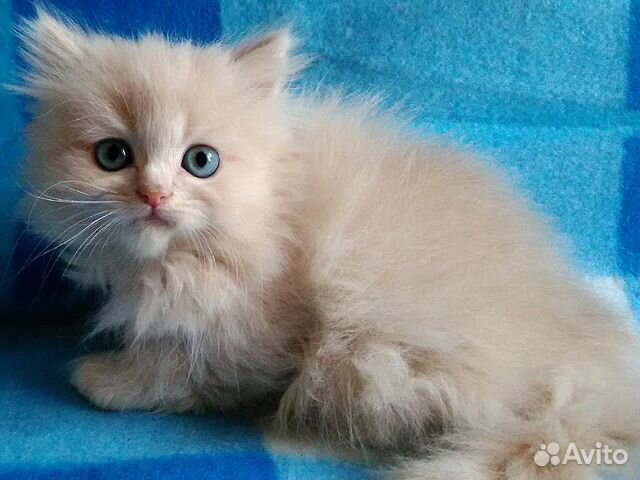 Классические персидские котята