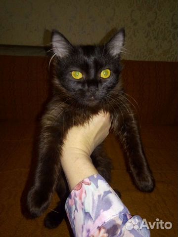 Кошка