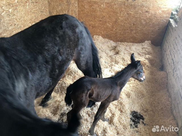 Лошадь кобыла