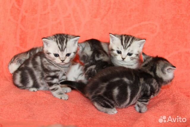 Малыши мурчалки