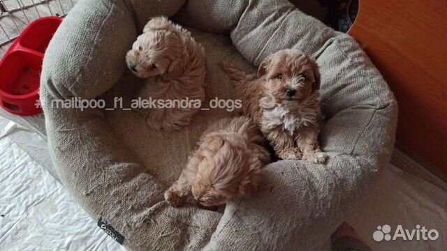 Мальтипу Ф1 100 настоящие малыши