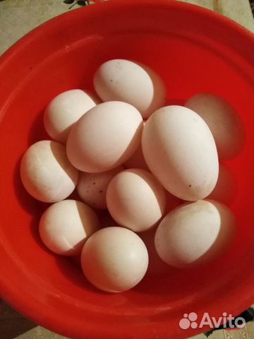 Яйца инкубационные