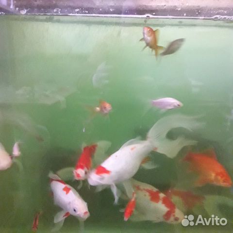 Прудовые рыбки Кометы