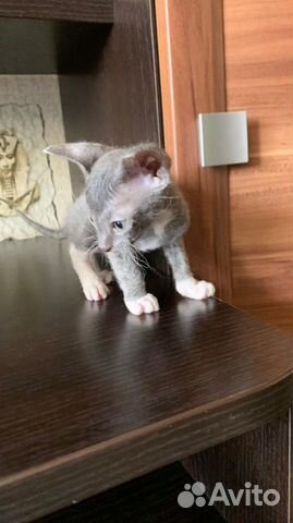 Донской сфинкс