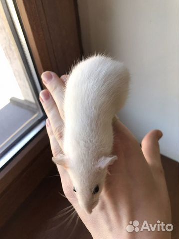 Крыса девочка сиам