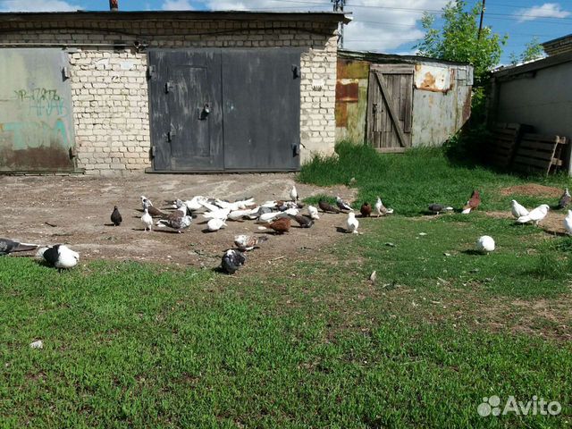 Домашние голуби