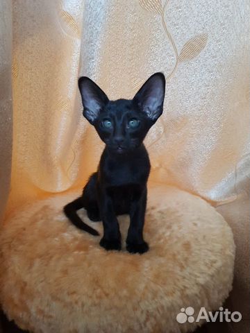 Ориентальные котята