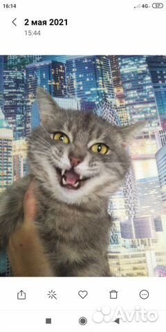 Найден (апрель) котик Ванюша