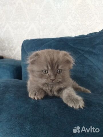 Котята Шотландские скоттиш страйт и фолд