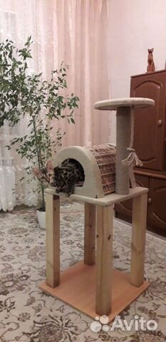 Кошечка 6 месяцев, бенгальской породы.С документам