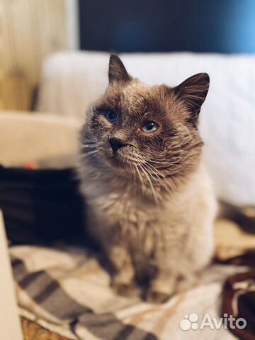 Породистый кот