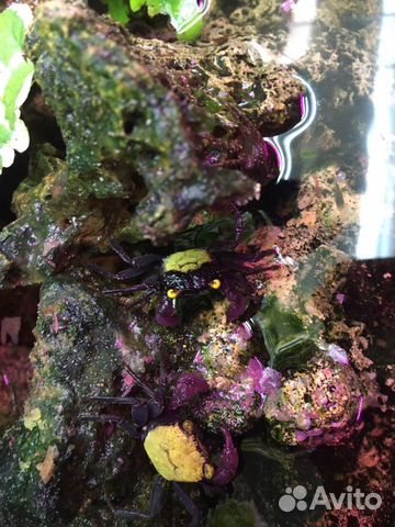 Краб вампир