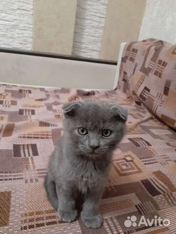 Шотландская