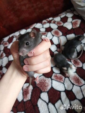 Крысята Дамбо (крысы)
